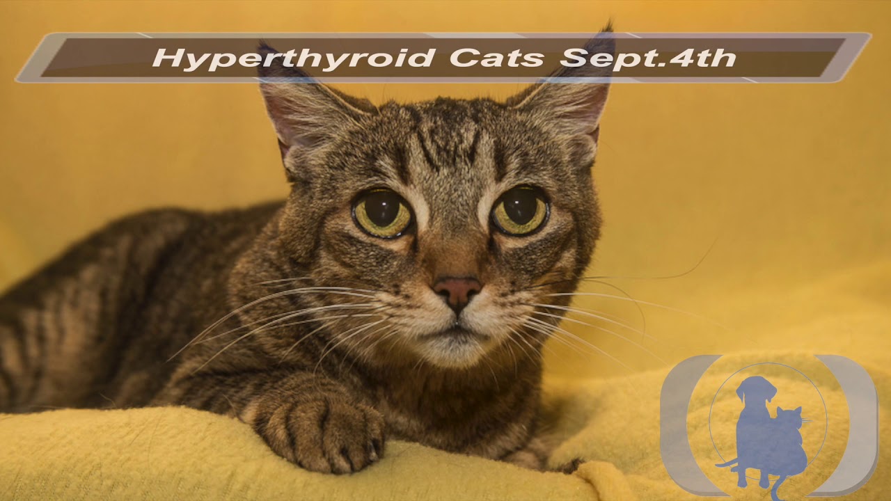 Hyperthyroid Cats Sept.4th - YouTube