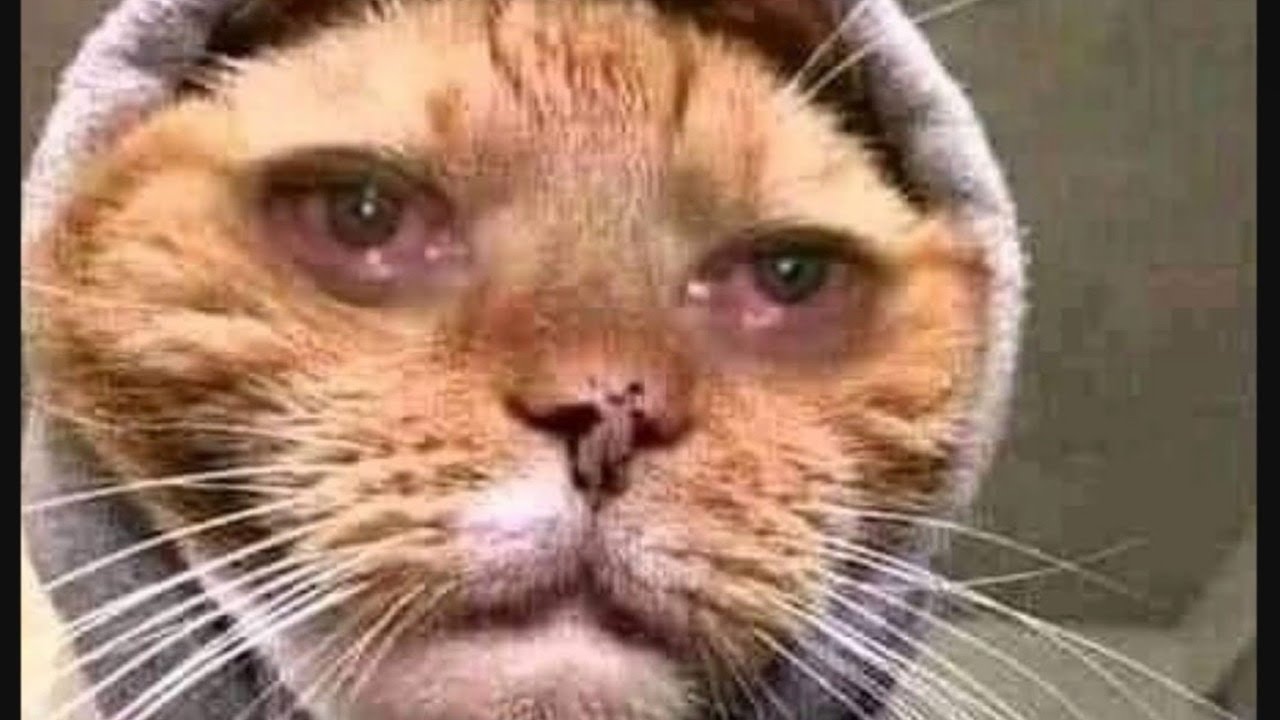 Test Show (P. Kitty Edition) - YouTube