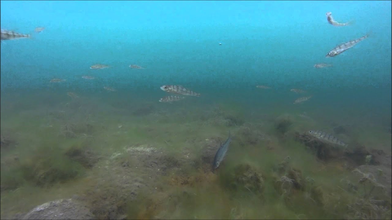 Lake Andrea fish. - YouTube