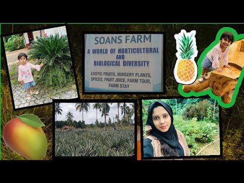 Visit to SOANS FARM NURSERY | Mudbidri nursery tour| largest pineapple ...