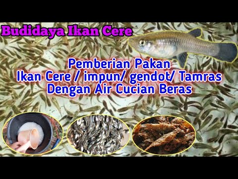 Pemberian Pakan Ikan Impun Dengan Air Cucian Beras ll Budidaya Ikan ...