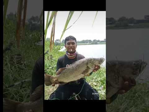 ikan sebesar jok motor #barramundi #cukil #pelak #kakap_putih - YouTube
