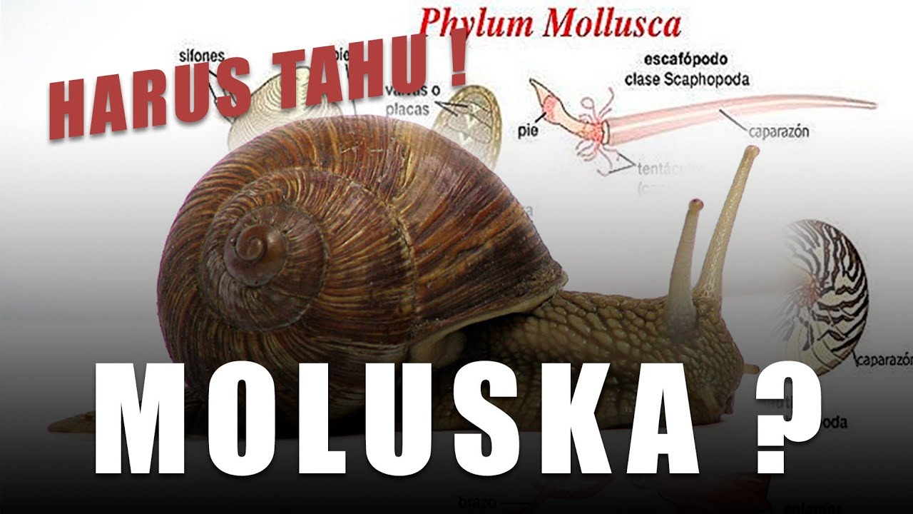 Moluska (Mollusca): Ciri-Ciri dan Klasifikasinya - YouTube