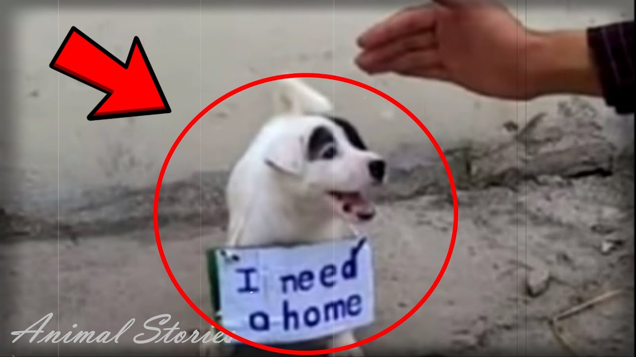 A puppy with a sign around his neck was walking leisurely down the ...
