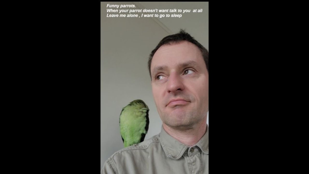 Funny parrots. When your parrot doesn't want talk to you at all - YouTube