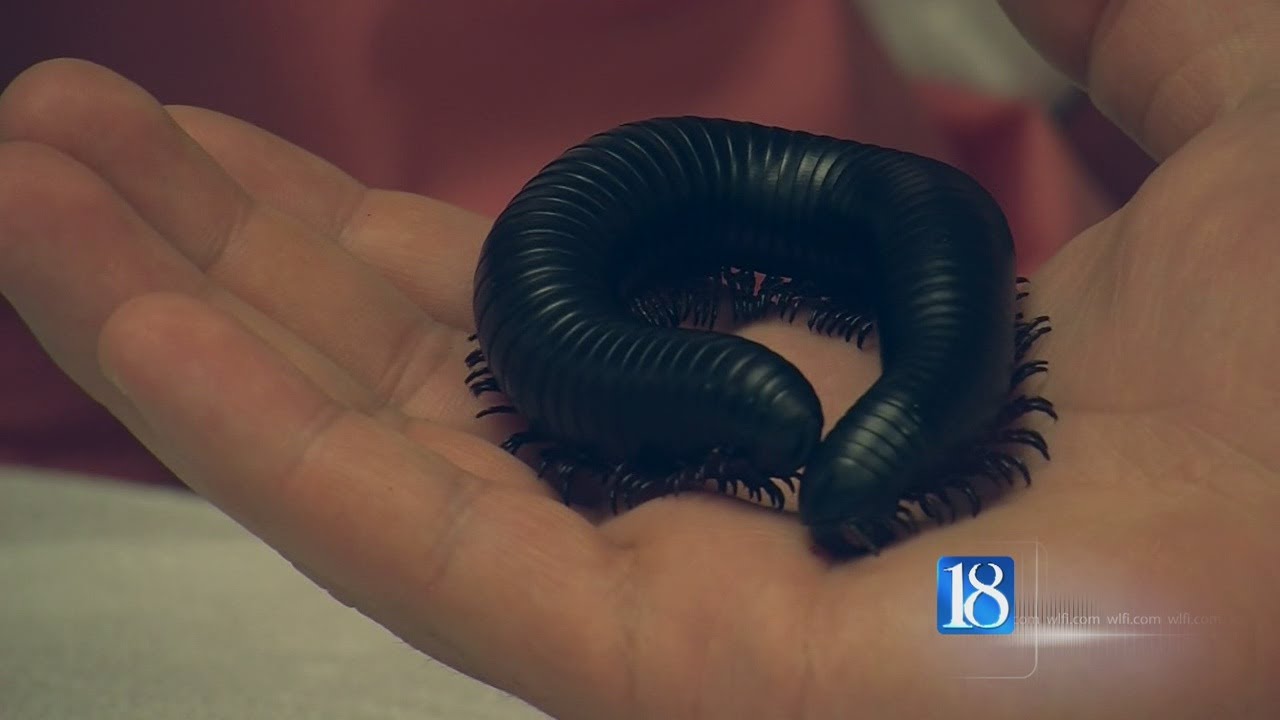 Spring Fest shows off "Bug Bowl" - YouTube