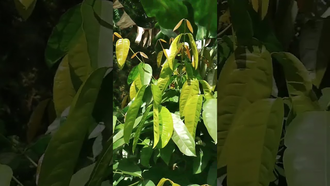 MELINJO PLANT (Gnetum Gnemon, Gnemon Tree, Bago) #shorts #melinjo # ...