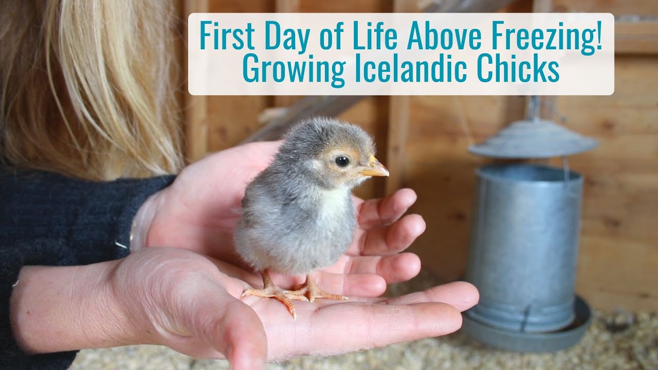 First Day of Life Above 32F/0C for Growing Icelandic Chicks - NO Heater! Cold Climate Hardy ...