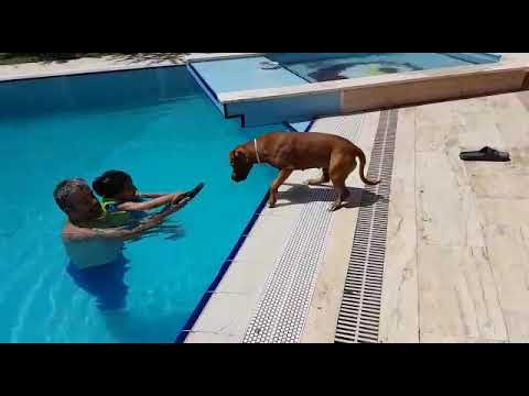Pitbul benim cocugu havuzdan cikariyor