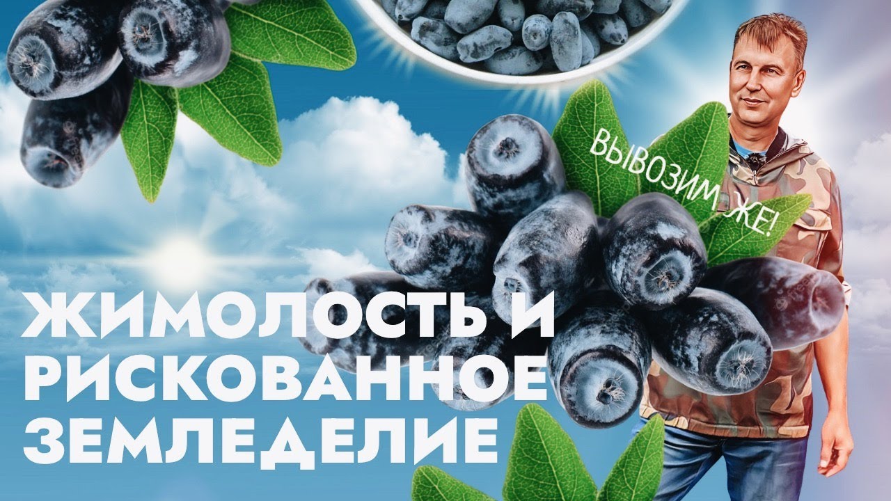 Жимолость и рискованное земледелие - YouTube