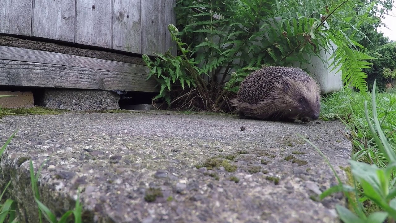 Hedgehog builds new home under our shed! - YouTube