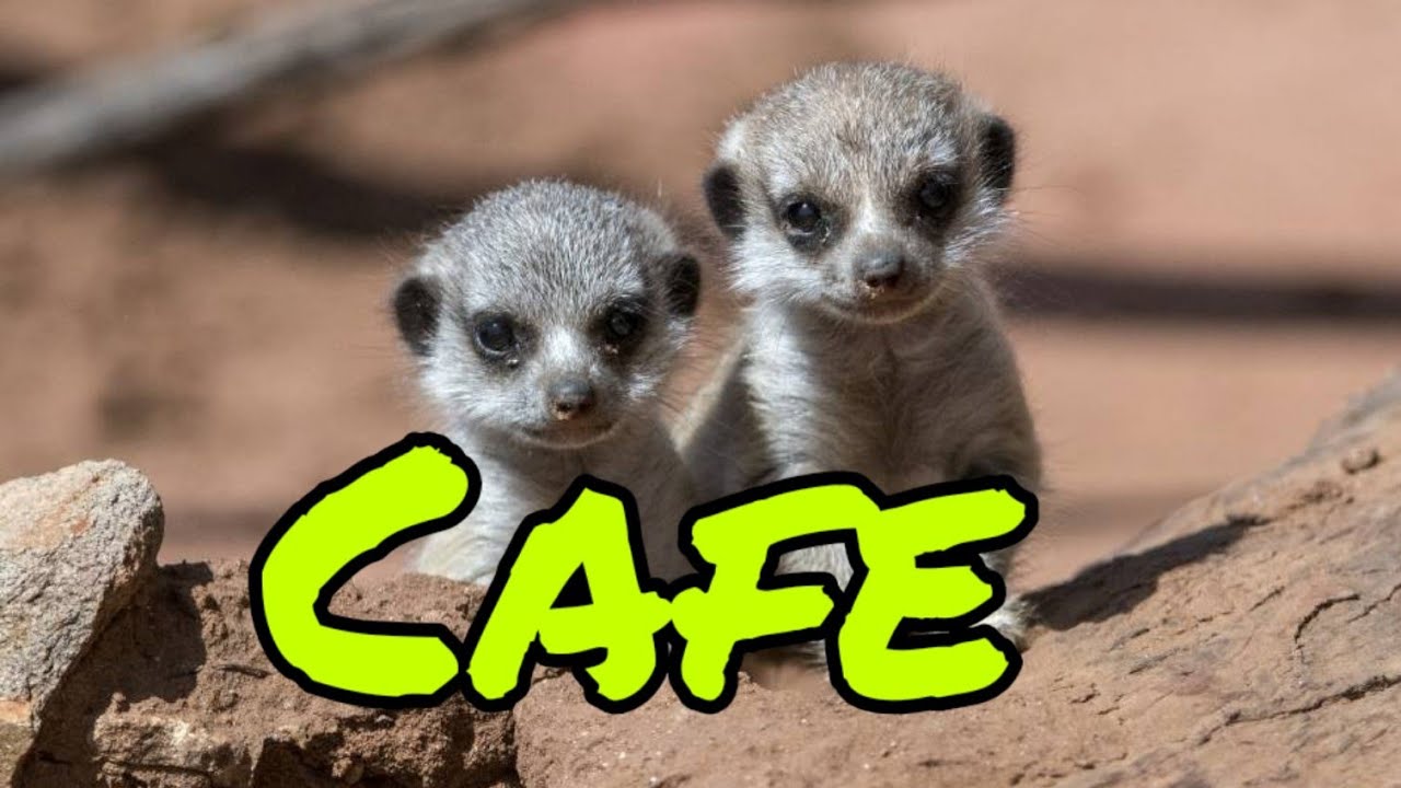 Meerkat Cafe in Seoul | Raccoons |Kangaroo | and Fox | Drink with them ...