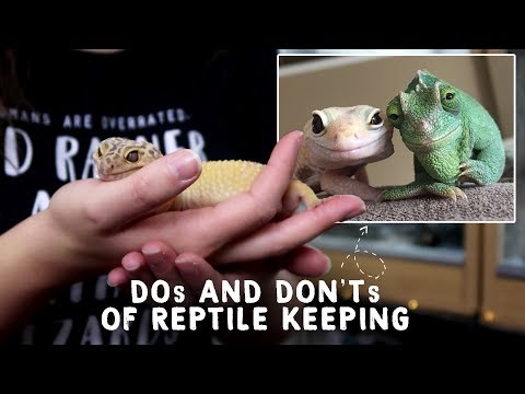 10 DOs and DON'Ts of Reptile Keeping! 🐢 🐍 🦎