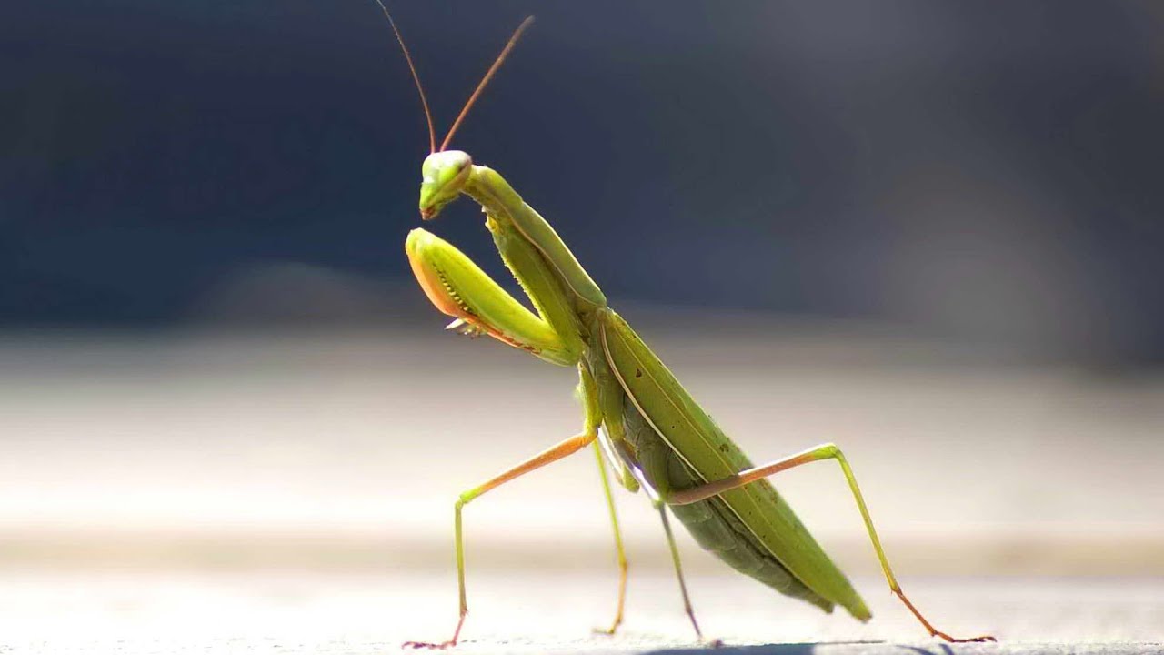 CĂLUGĂRIȚA - prădătorul din grădină - YouTube