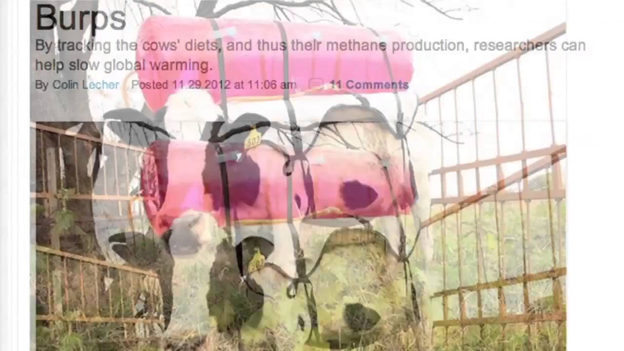 Wireless Devices To Be Placed in Cows to Study Methane Emissions - YouTube