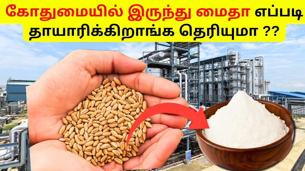 MAIDA இப்படித்தான் தயாரிக்கப்படுகிறது | Manufacturing Process Of MAIDA ...