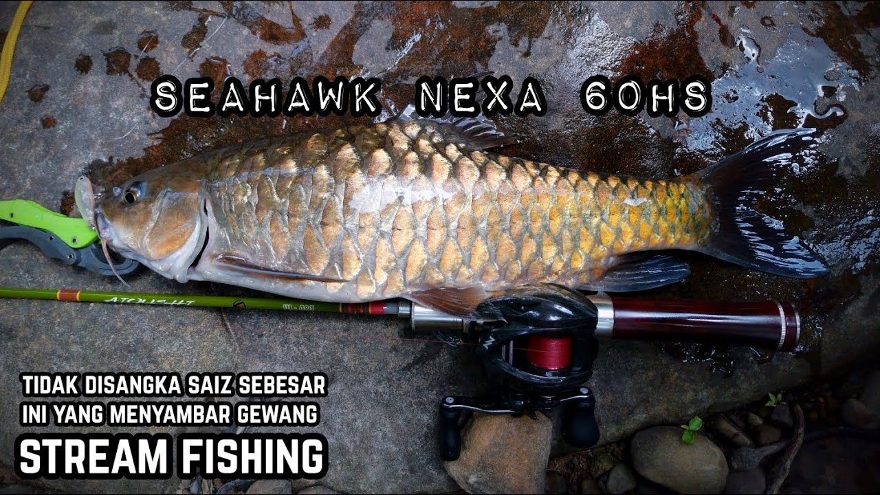 Team Seahawk Nexa 60hs | BFS Reel | Casting Pelian / Kelah | Stream ...