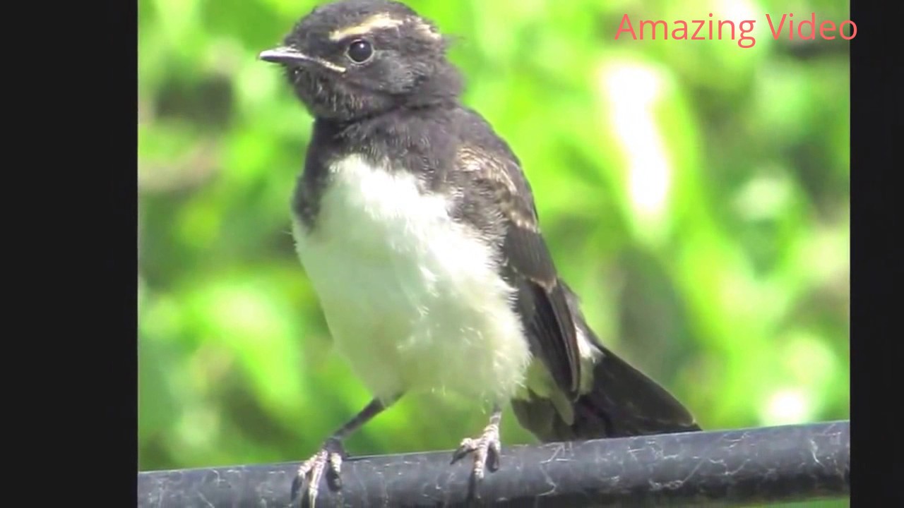 most amazing cheaters in animal world. - YouTube