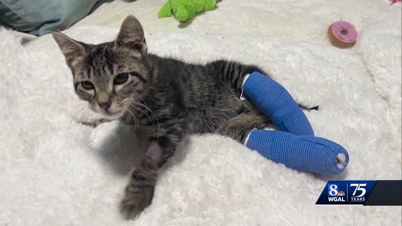 Abandoned kitten has surgery to repair deformed legs - YouTube