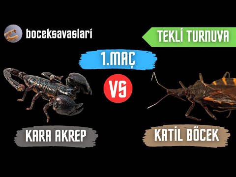 TEKLİ TURNUVA | KARA AKREP VS KATİL BÖCEK | 1.MAÇ