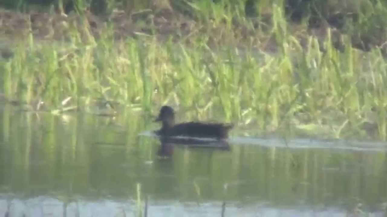 Svartand Västmanland 2014 - YouTube