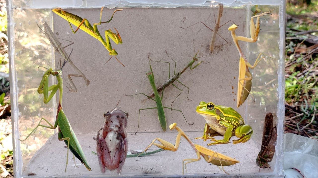hunting praying mantis, frogs and grasshopper, hunting insects - YouTube