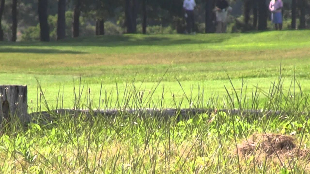 Obama golfs with Larry David - YouTube