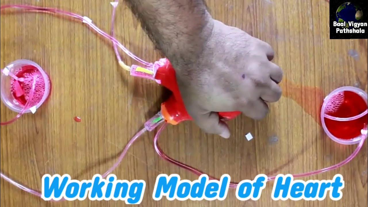 Working Model of Heart | Science Model of Human Heart | Science Project ...