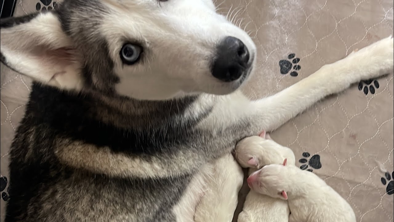 Siberian Husky gives birth! - YouTube