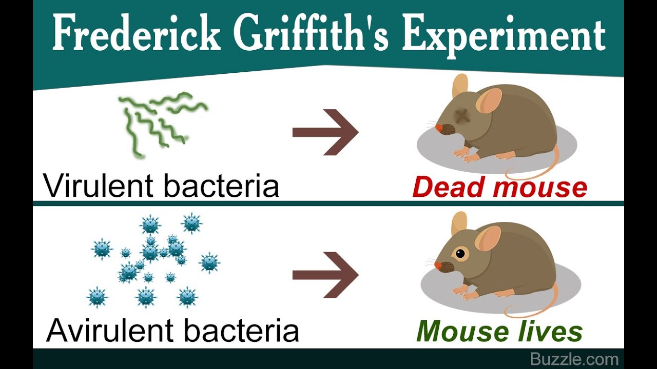 Frederick Griffith's experiment/Mol Biology by JJS Sir (for NEET, KVPY ...