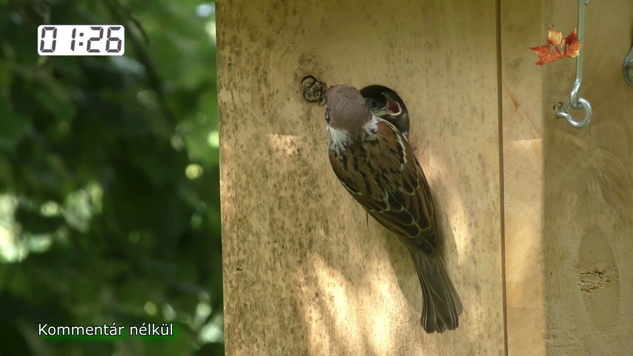 MADÁR ODÚ a Kerületgazdától - YouTube