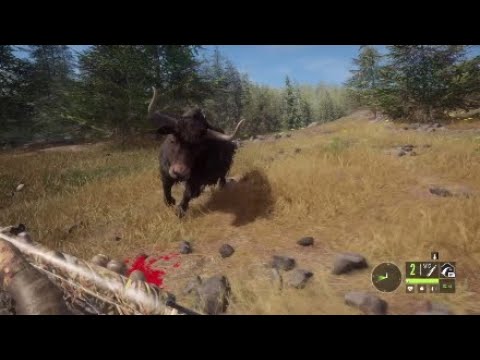 4 Legendary Wild Yak what a Hunt - YouTube