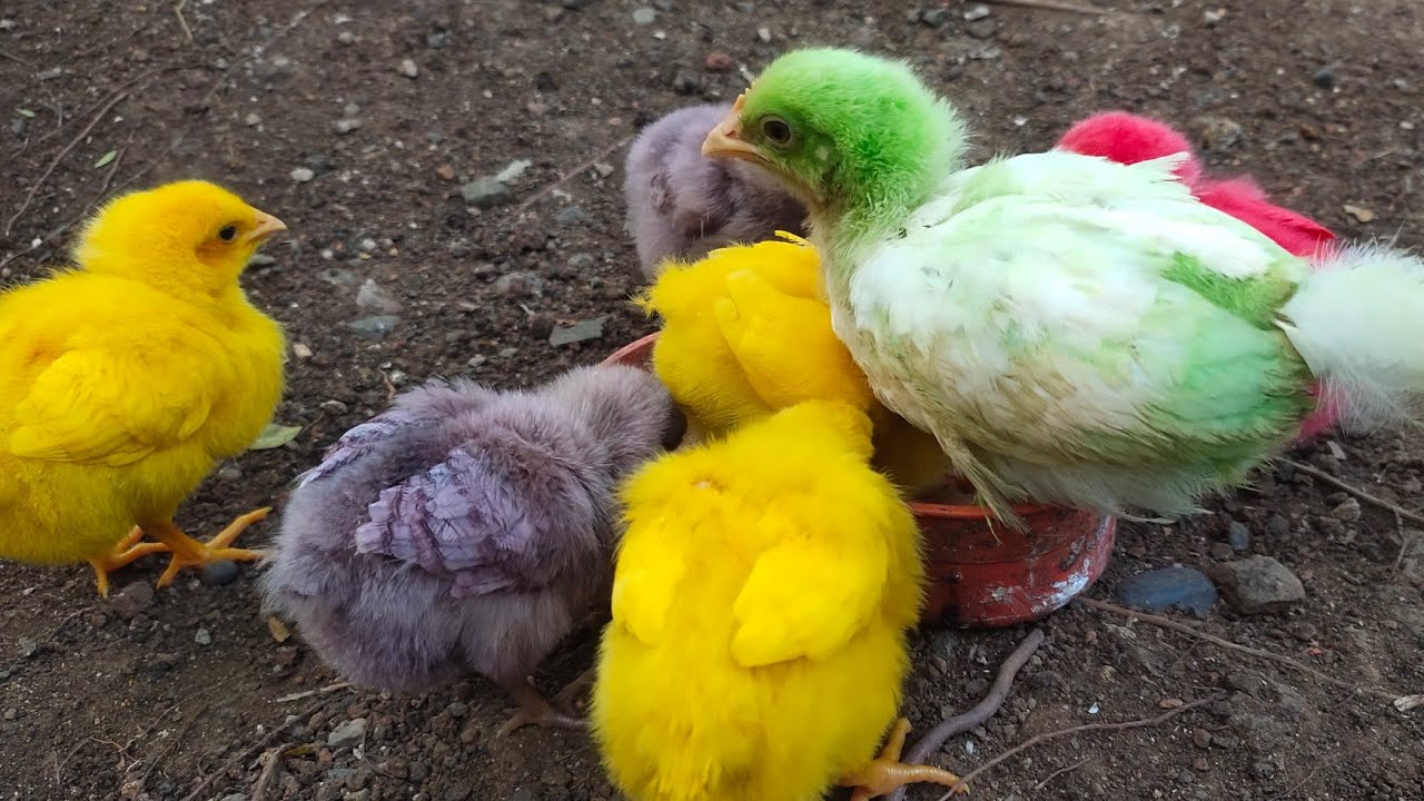 Menangkap Ayam lucu, Ayam Rainbow,Ayam warna warni, ikan hias,ikan koi ...
