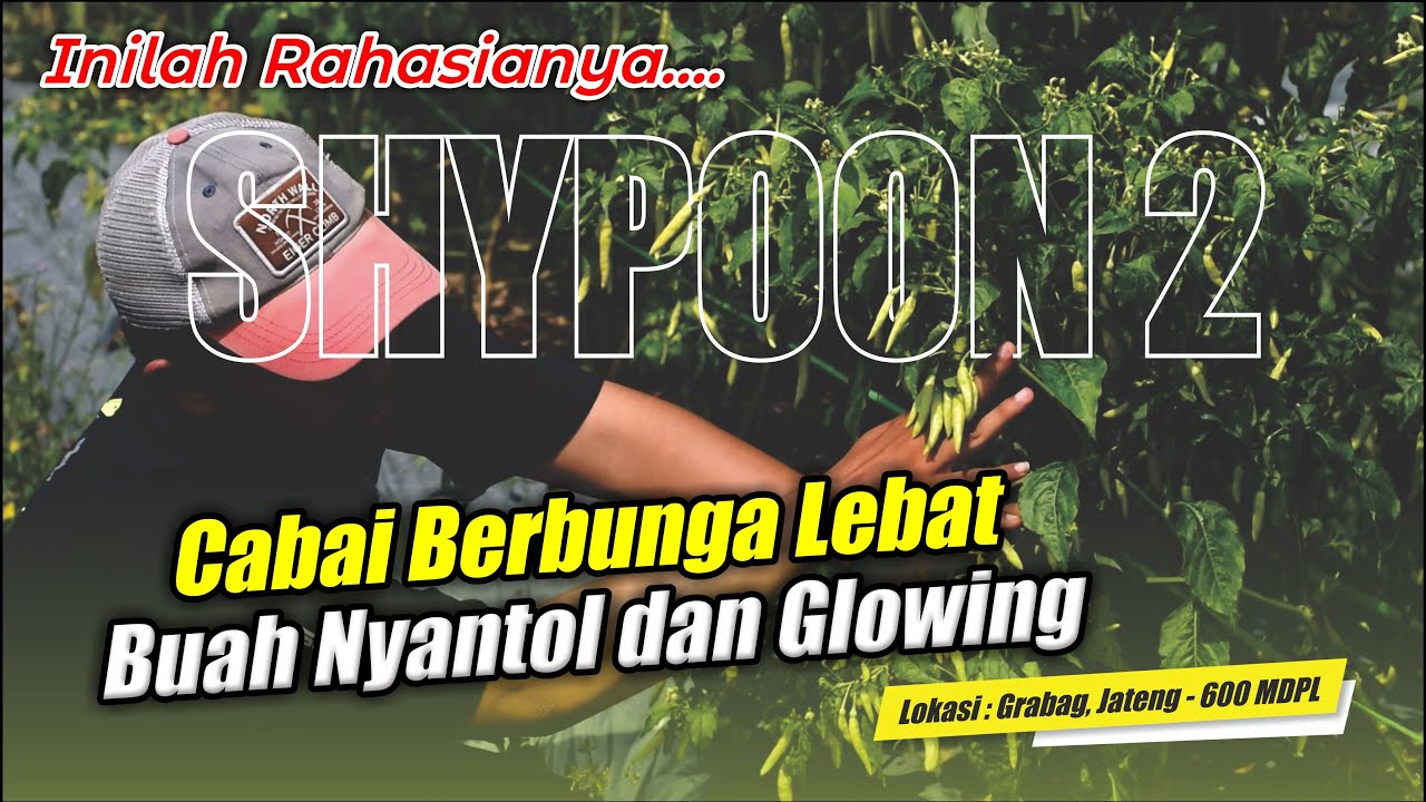 SOLUSI MENGATASI BUNGA & BUAH CABAI RONTOK | BUNGA RIMBUN DAN GLOWING ...