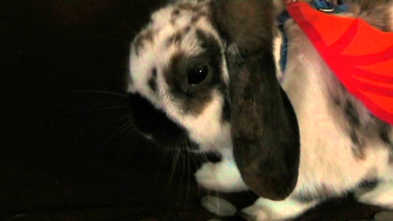 The Hobbit-The Rabbit Version - YouTube