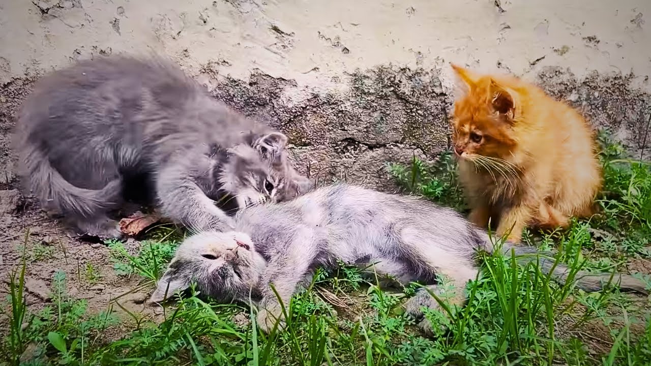 RCS | Emergency Rescue: The Stray KITTEN Almost DIED, Sibling BEGGING ...
