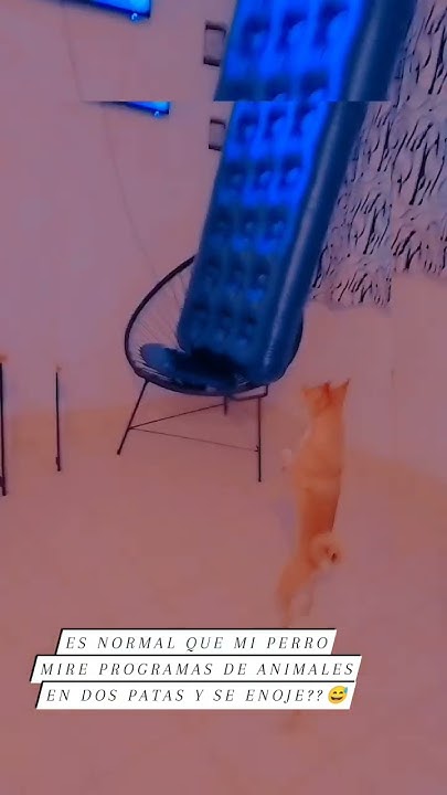 Por qué mi perro hace esto?? 😅🤣🐶😵‍💫 #viral #shorts #dog #tendencias #humor - YouTube