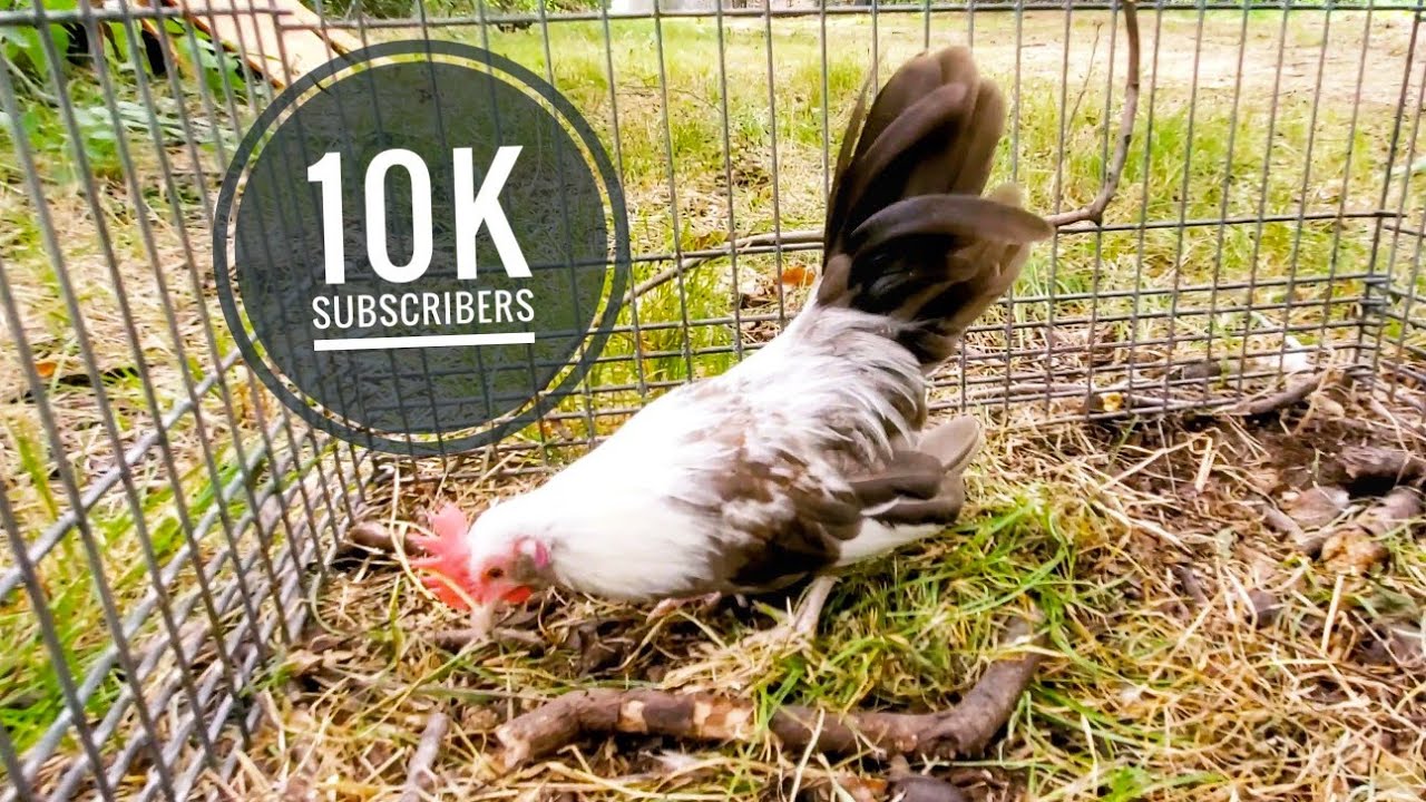 Llegamos a los 10k subscribers! Regalo para uno de ustedes. Mas ...