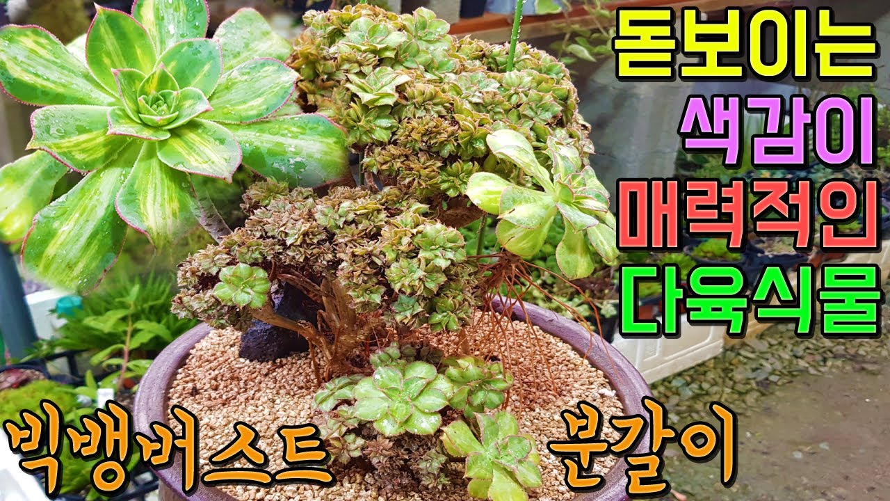 잎의 무늬가 아름다운 다육식물 빅뱅버스트 분갈이 했습니다 Youtube