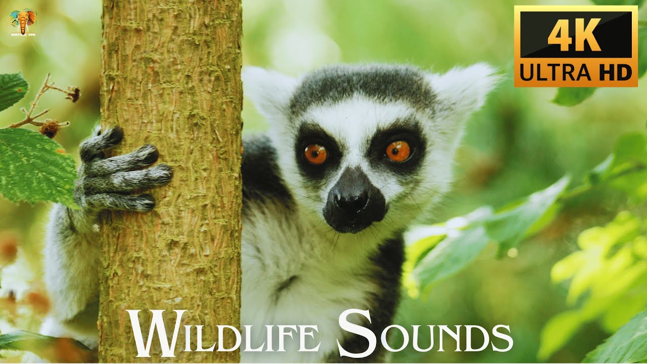 Wildlife Sounds Around The World - YouTube