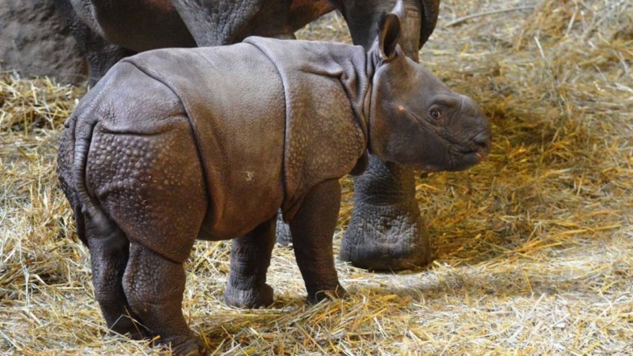 Rare Baby Rhino Takes First Wobbly Steps With The Help Of Her Mother ...