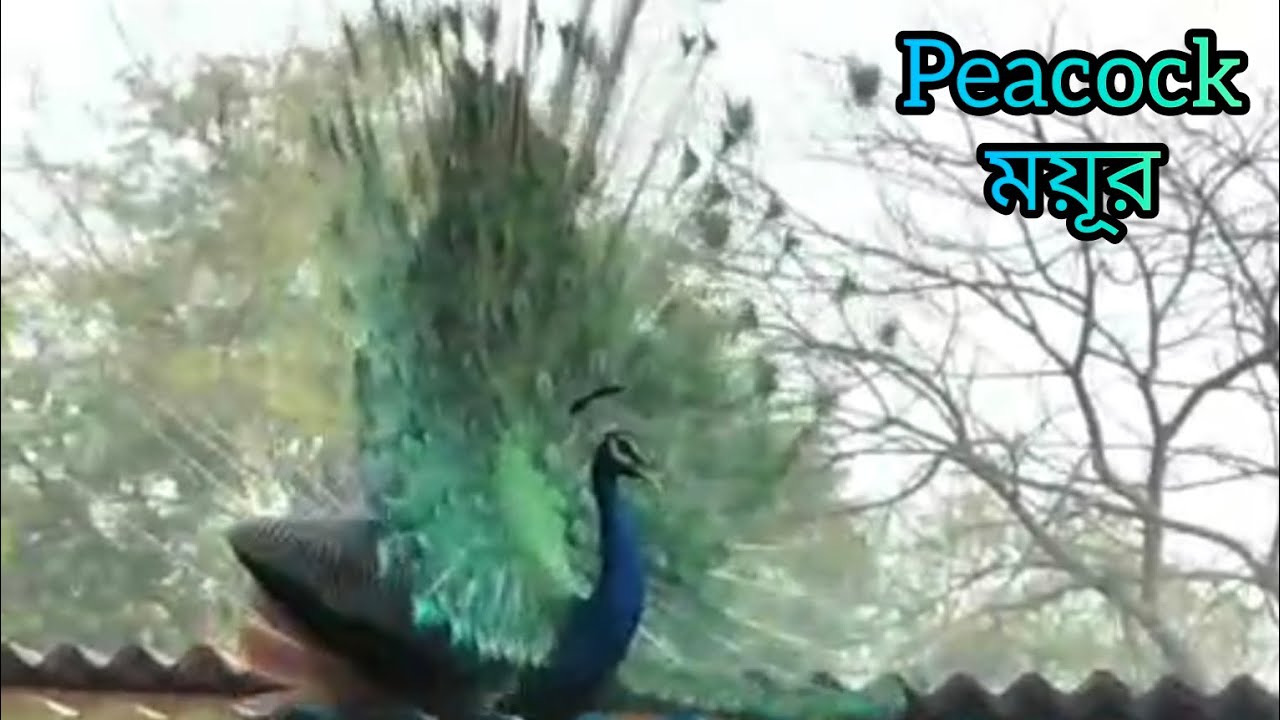 Beautiful Peacock dancing video // peacock dance and peacock sound ...