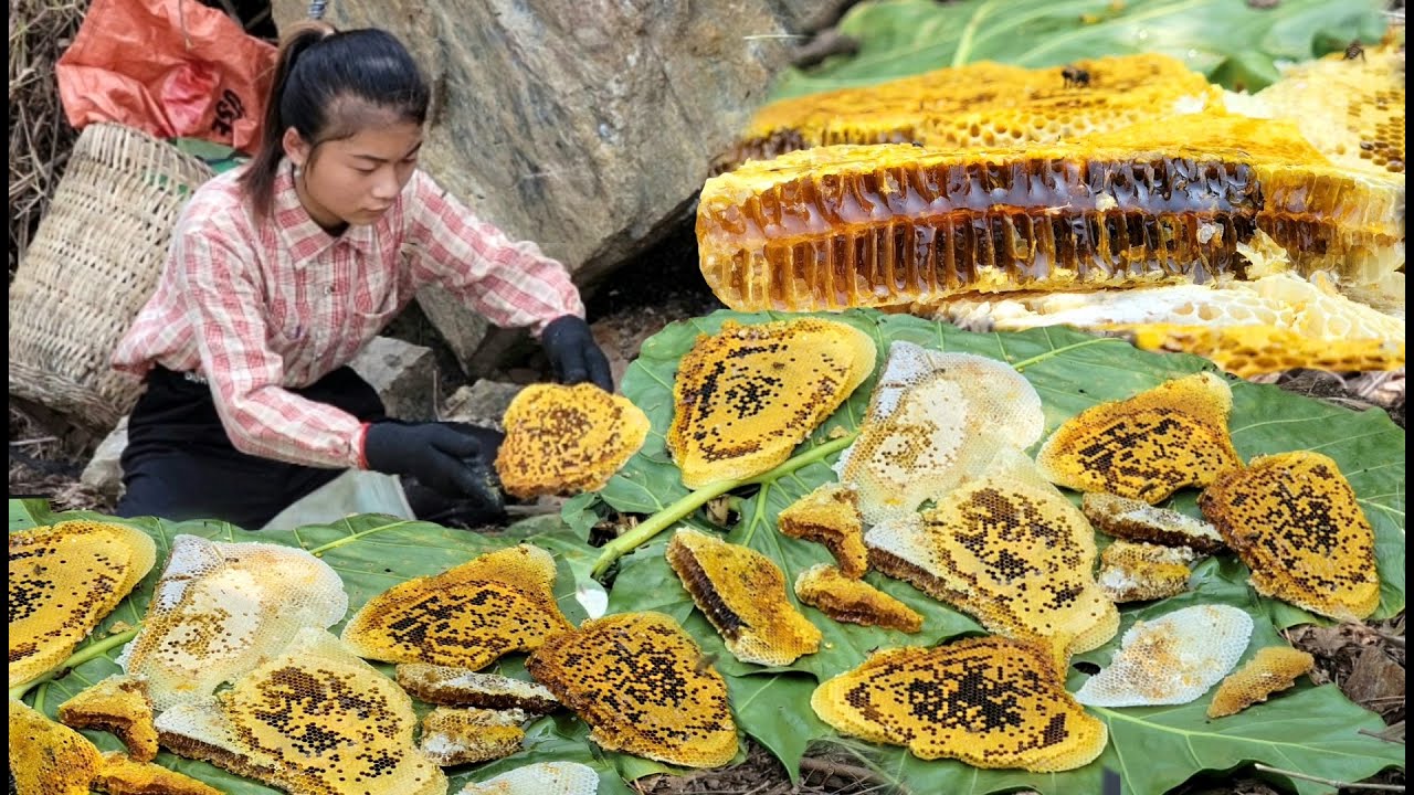 The process of exploiting wild honey for breeding episode 12 - ha thi ...