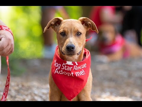 Dog Star Rescue Adoption Events - YouTube