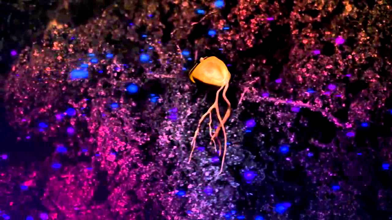 Mosaic - MicroEssentials 3D Product Video (overview) - YouTube