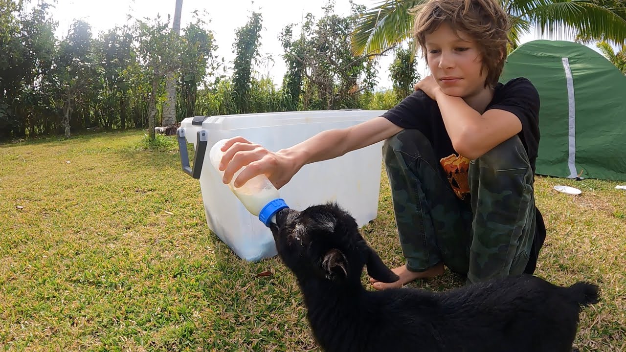 Rescuing Orphan Baby Goat - YouTube