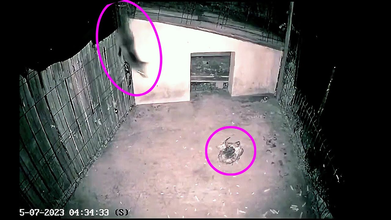A weasel jumped into my chicken house, poor hen. The surveillance video ...