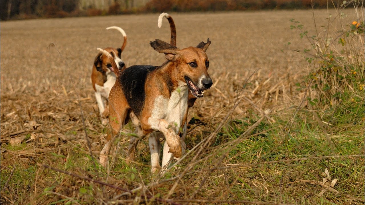 Comment créancer un chien courant pour la chasse à courre ou à tir ...
