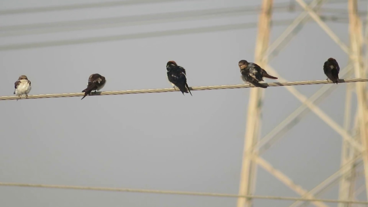 Bird Sanctuary in Vadodara Timbi Lake after Wadhwana | Bird watching ...