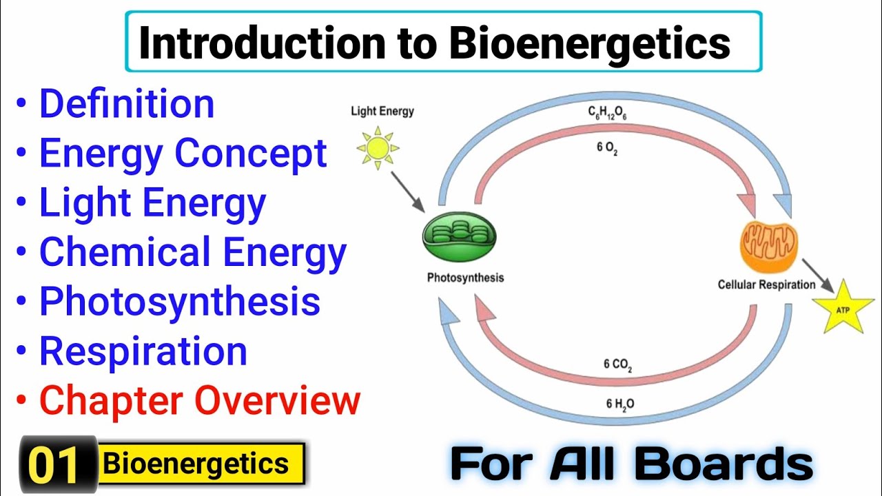 Bioenergetics | Definition and Introduction | Complete Concept ...